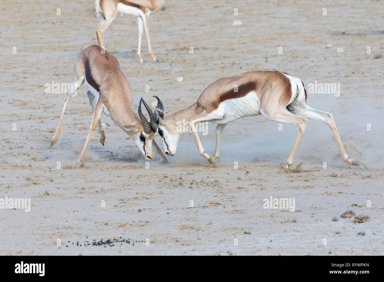 Rams fighting hi-res stock photography and images - Alamy
