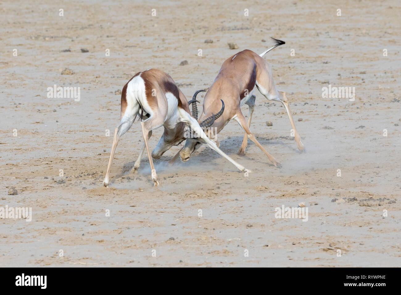 Springbok rams fighting over territory in spring and breeding rights ...