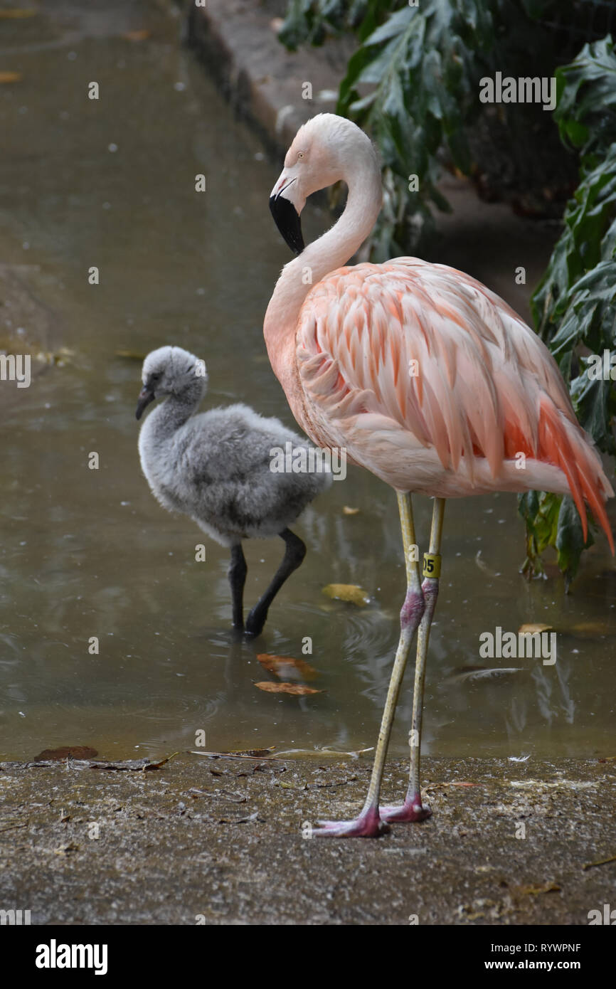 Stunning photo of an adult pink flamingo standing Stock Photo - Alamy