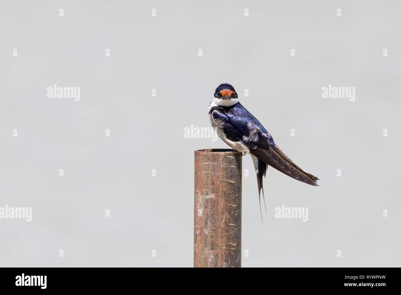 South African Swallow High Resolution Stock Photography and Images - Alamy