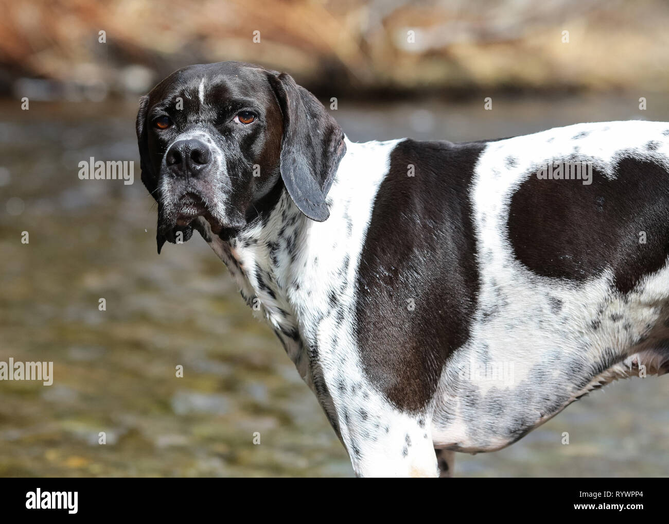 English pointer hi-res stock photography and images - Alamy