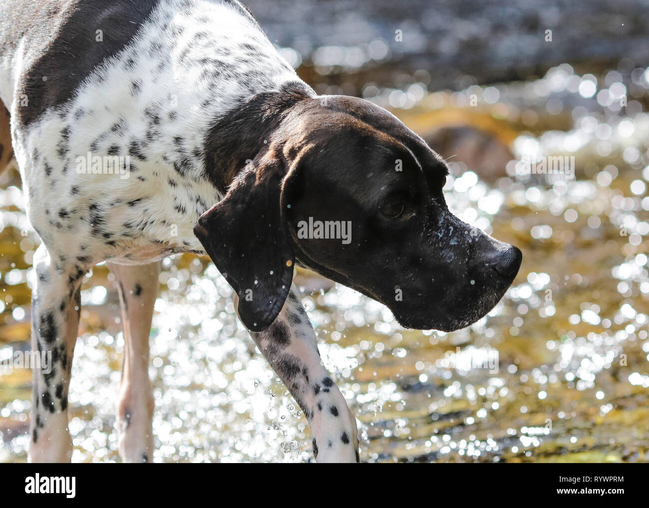 Dog english pointer portrait in the water in the sunny spring day Stock ...