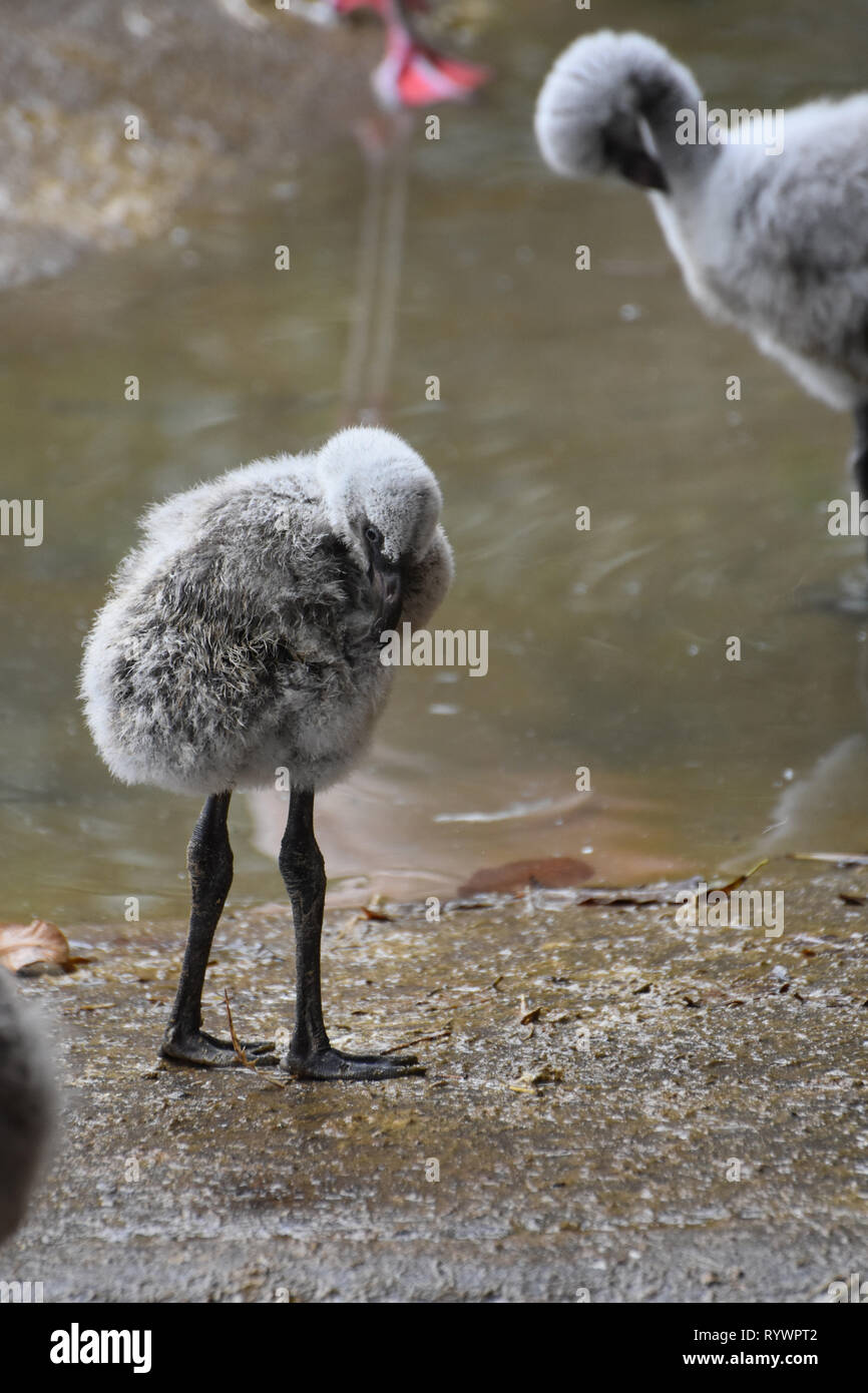 Flamingo Hatchling High Resolution Stock Photography and Images - Alamy