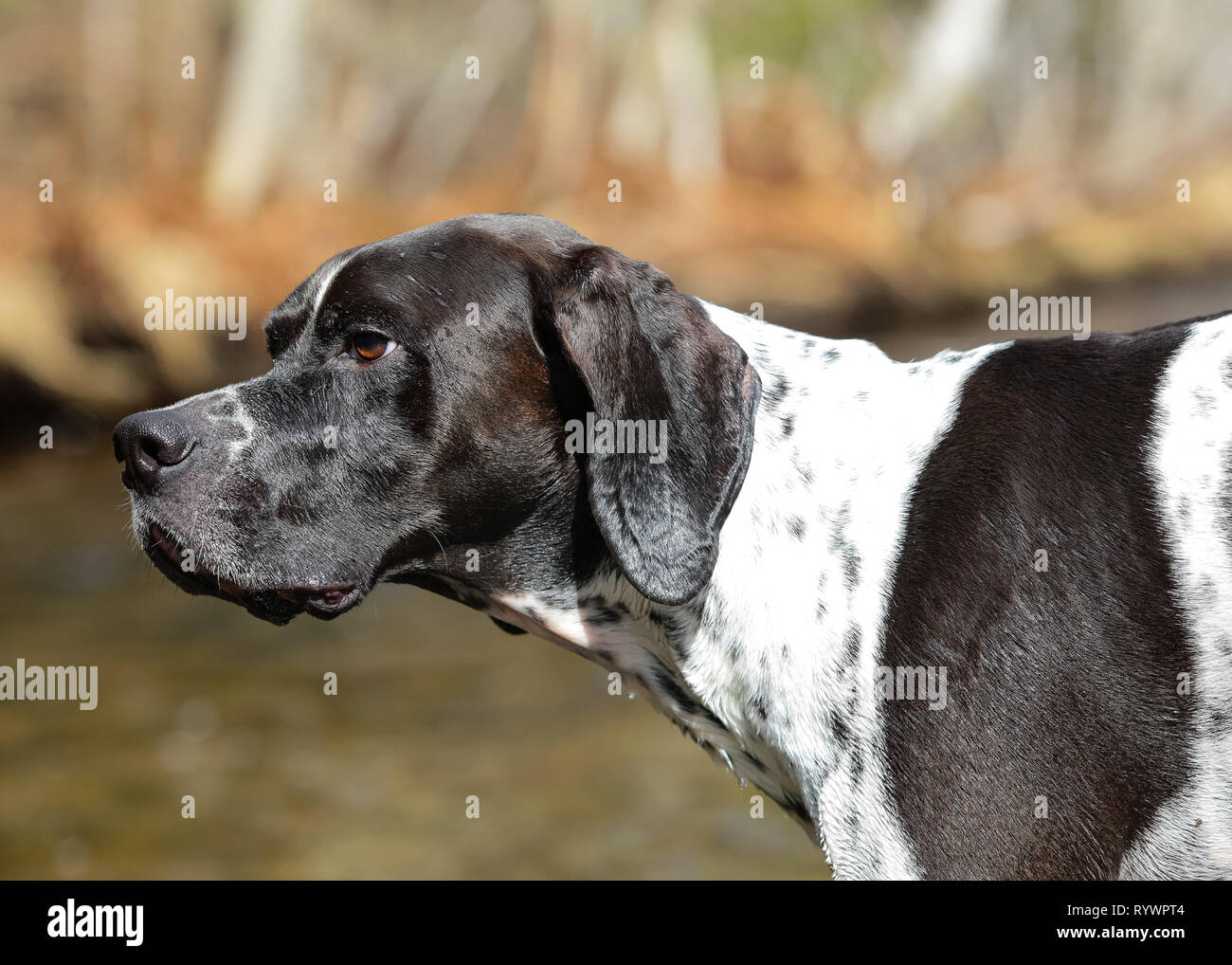 Dog english pointer portrait closeup Stock Photo - Alamy