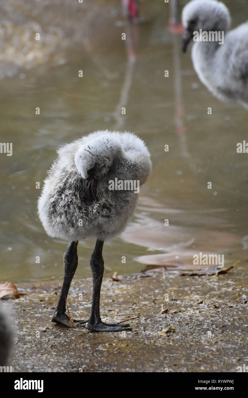 Flamingo hatchling hi-res stock photography and images - Alamy