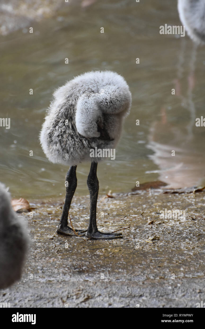 Flamingo hatchling hi-res stock photography and images - Alamy