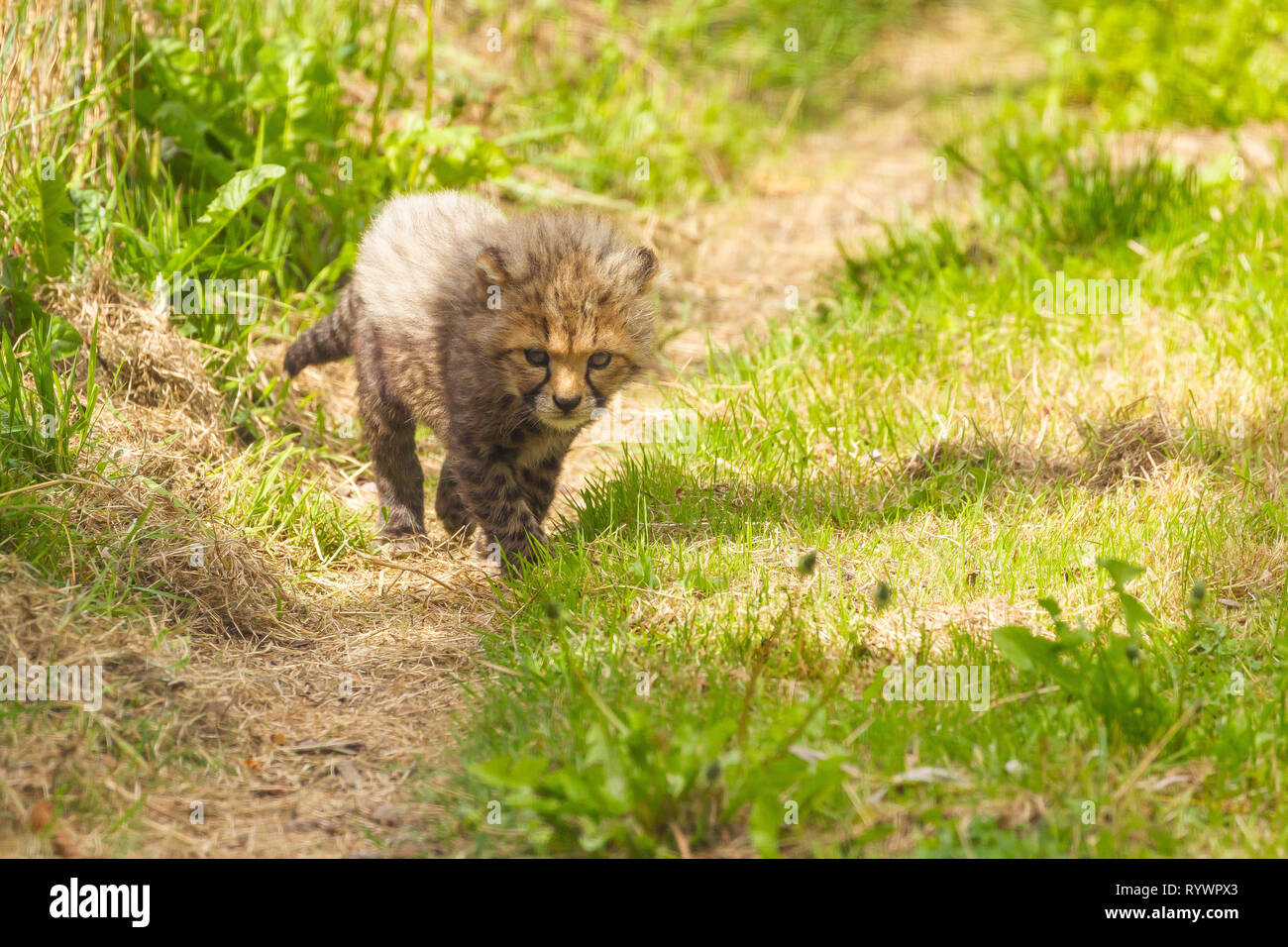 Cheetah cub paw hi-res stock photography and images - Alamy