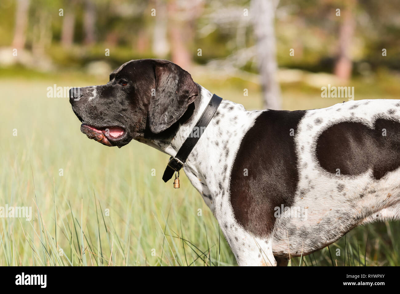 Swamp dog hi-res stock photography and images - Alamy