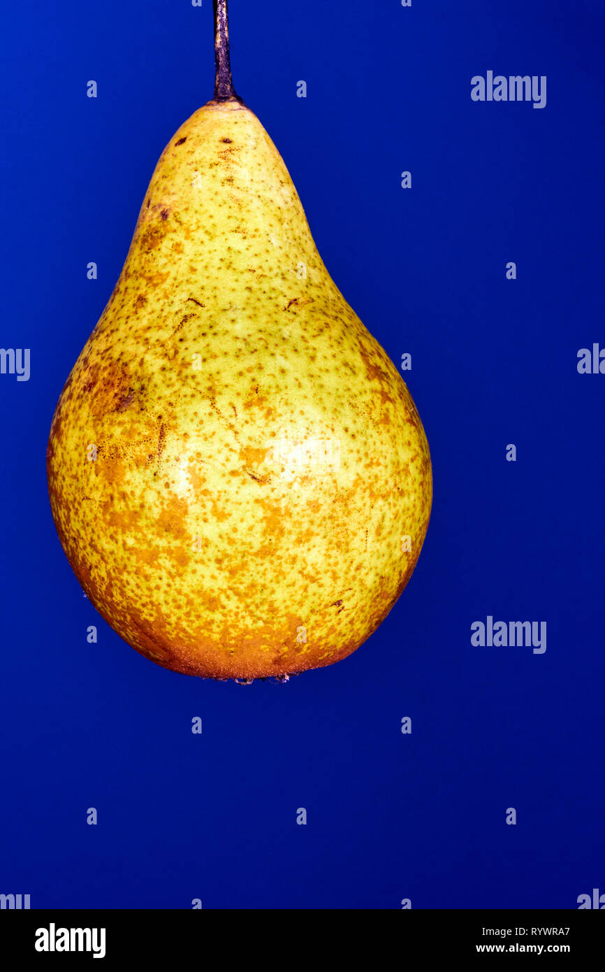 Big pear hi-res stock photography and images - Alamy