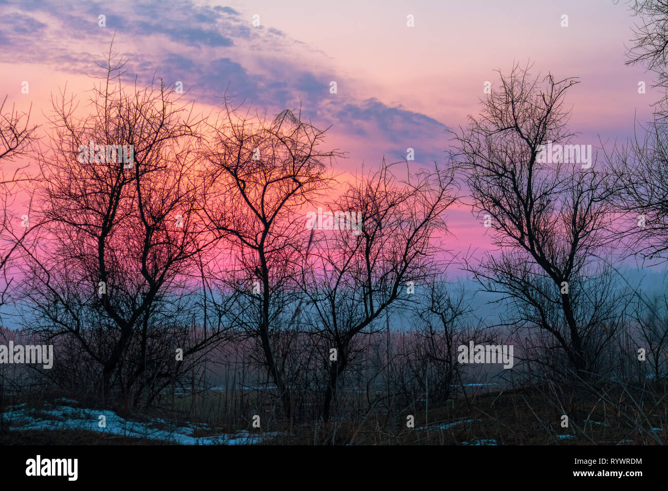 Winter trees on the bright colorful cloudy sunset landscape background ...