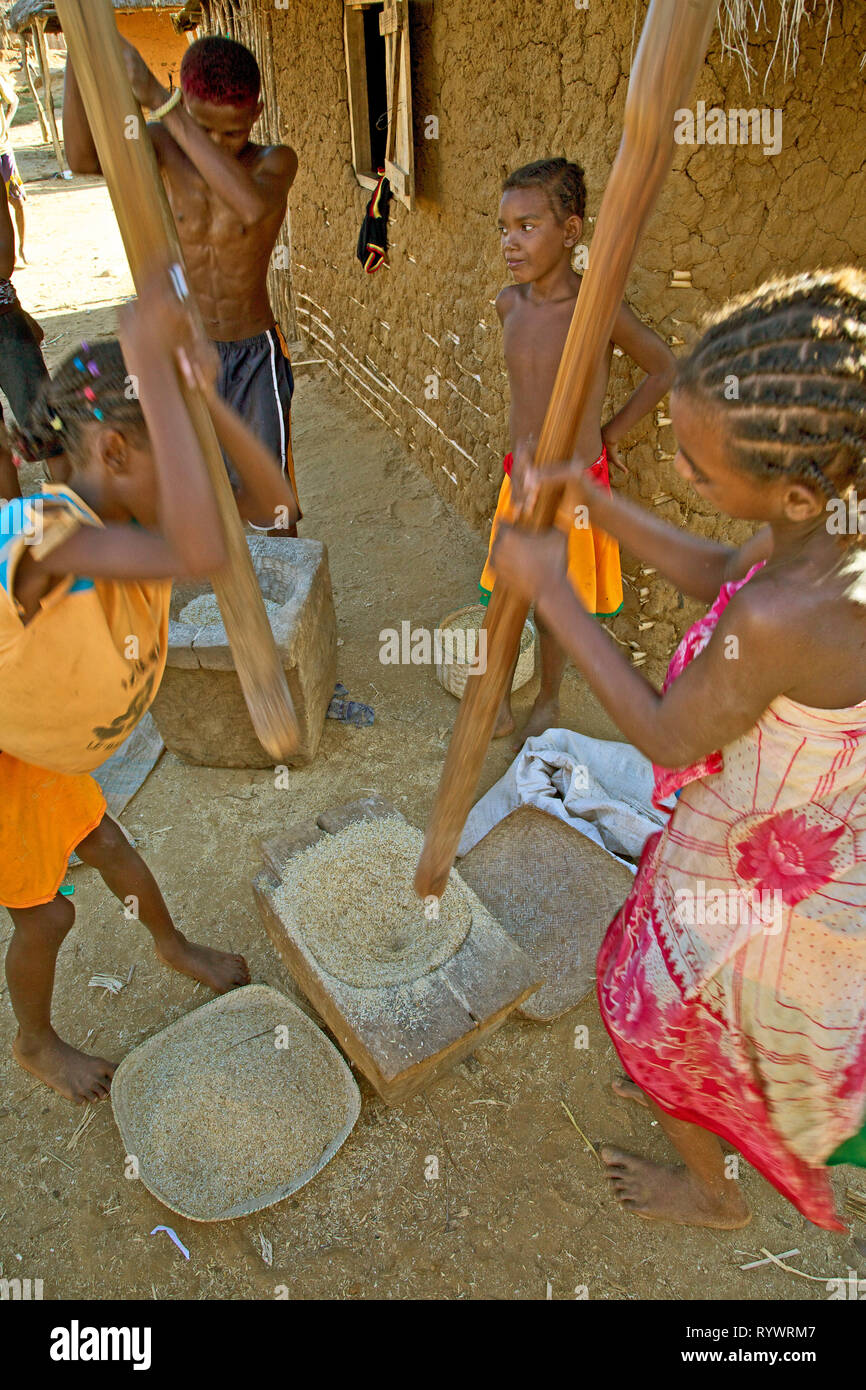 Girls grinding rice with a wooden mortar, Village by Tsiribihina river ...