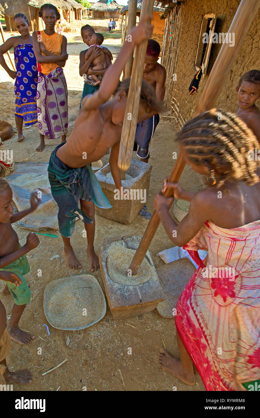 Girls grinding rice with a wooden mortar, Village by Tsiribihina river ...