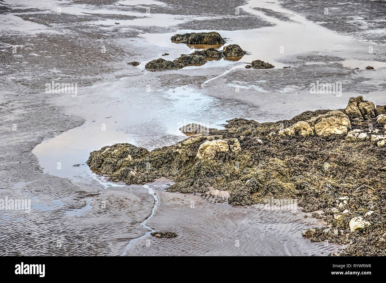 Section of a sandy beach with puddles, rocks and seaweed Stock Photo ...