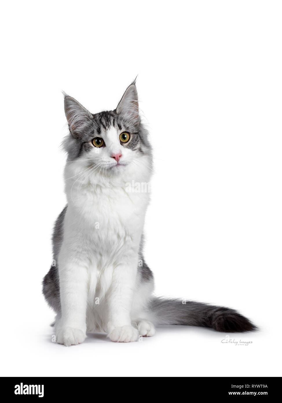 Grey Norwegian Forest Cat