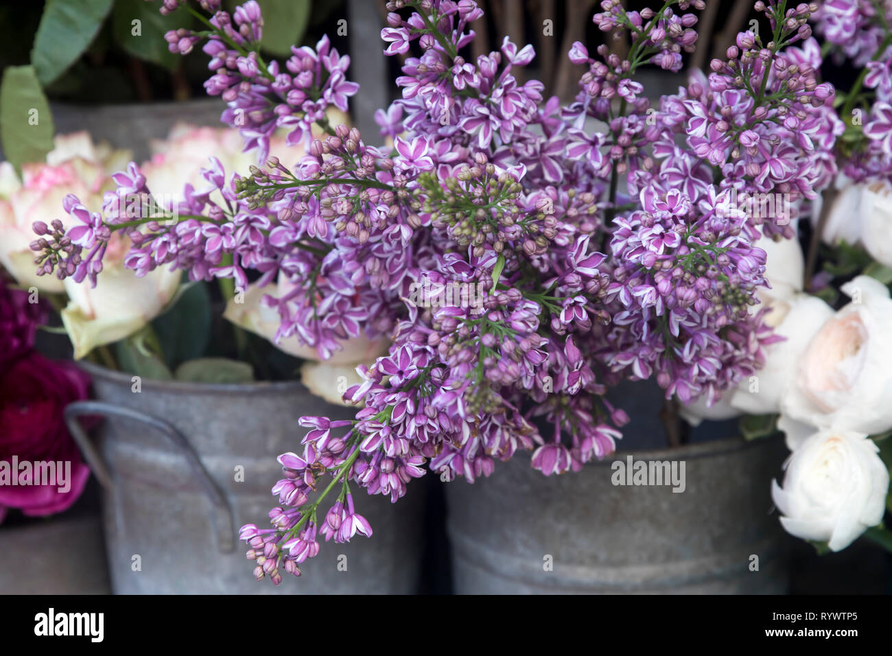 A bouquet of lilac and white ranunculus in tin buckets for sale at the ...