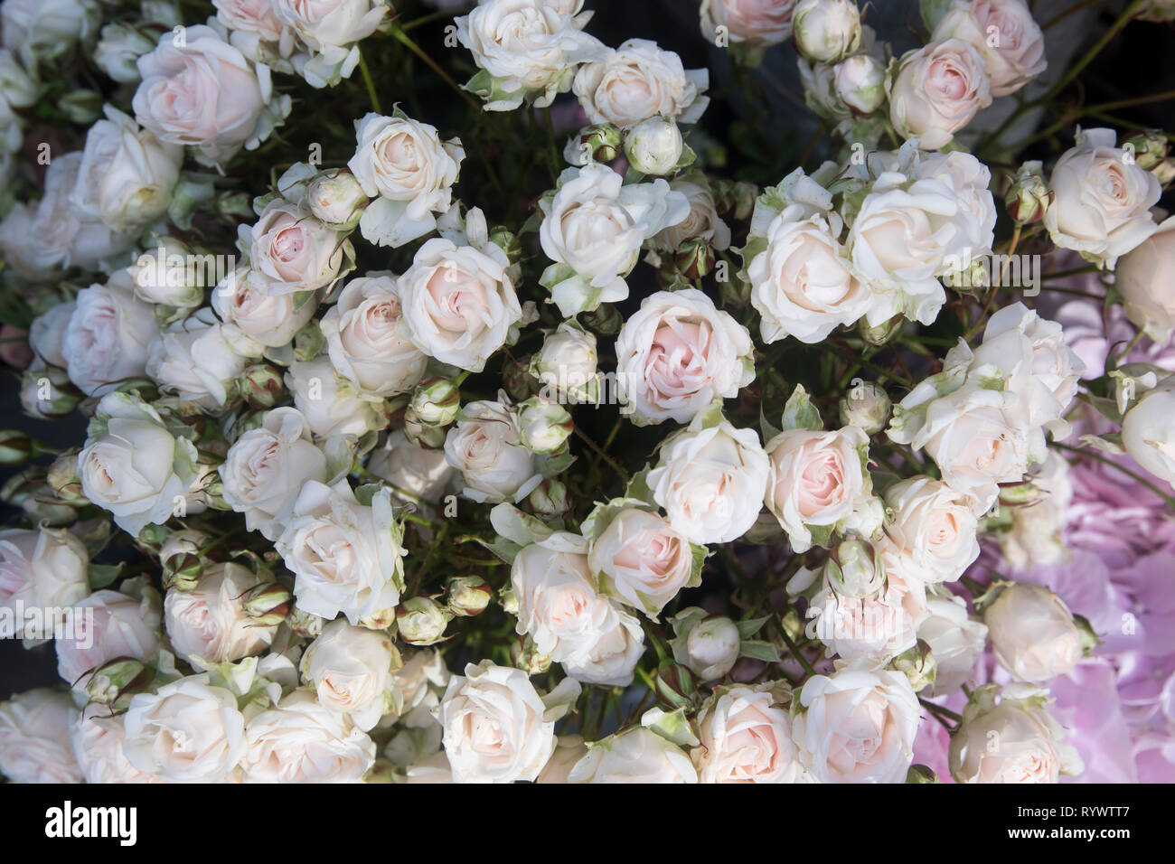 Spray roses hi-res stock photography and images - Alamy