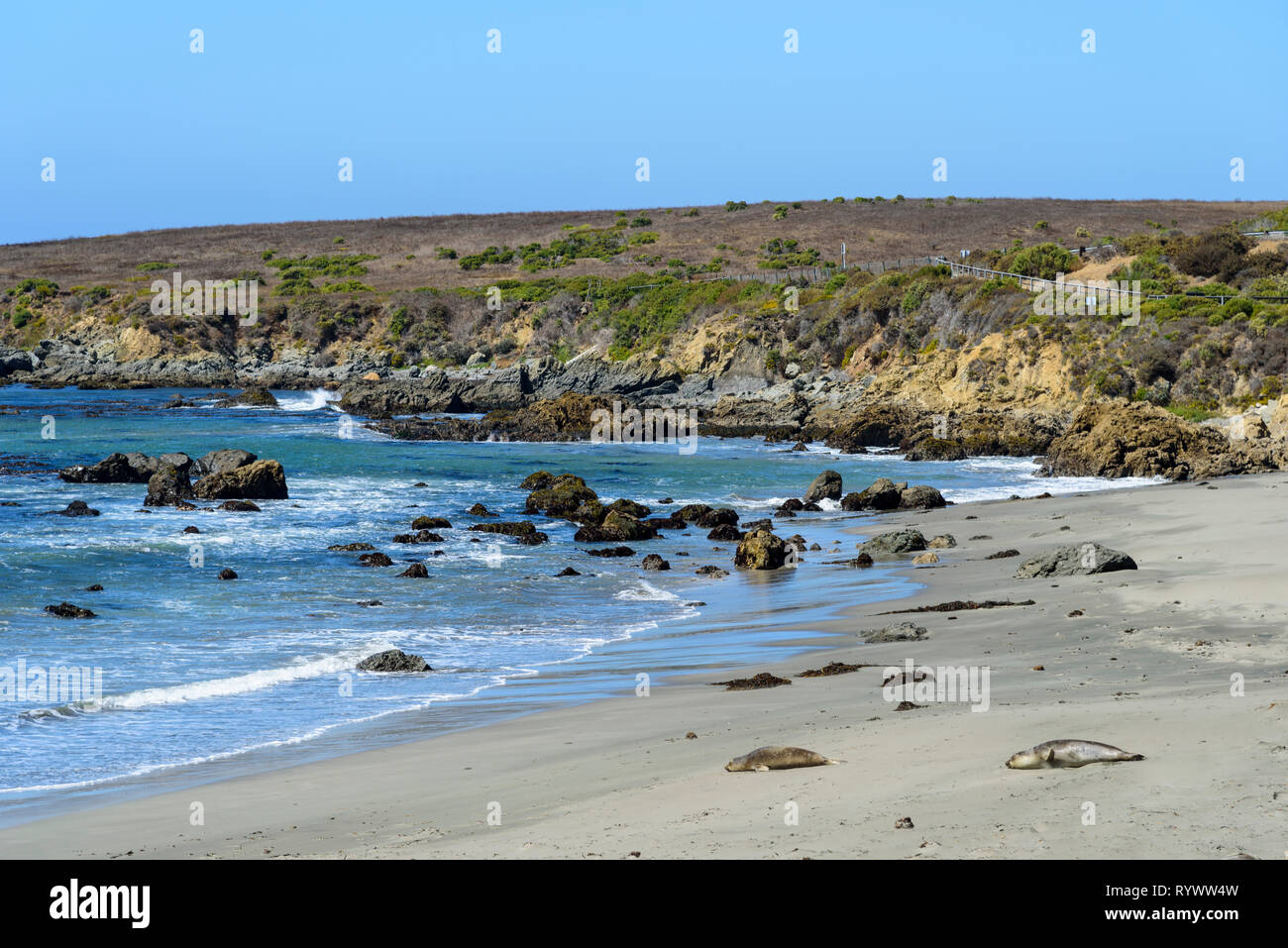Small cove on the California coastline hosting a few Elephant seals ...