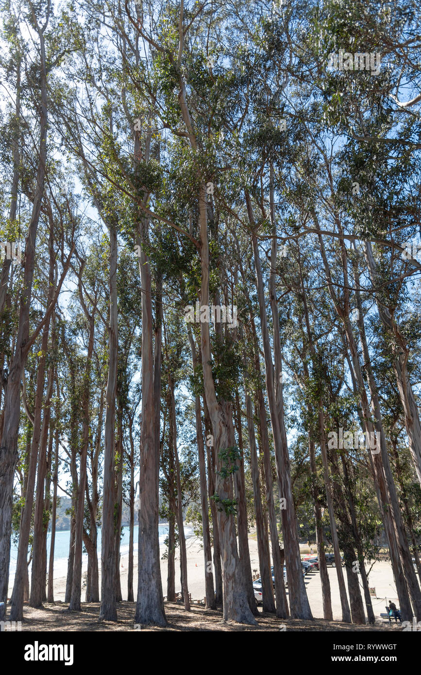 Grove of tall trees under bright blue sky Stock Photo - Alamy