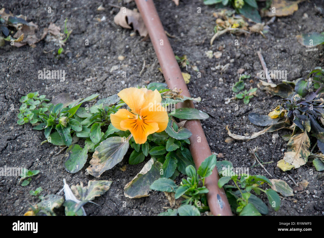 Violet pipes hi-res stock photography and images - Alamy