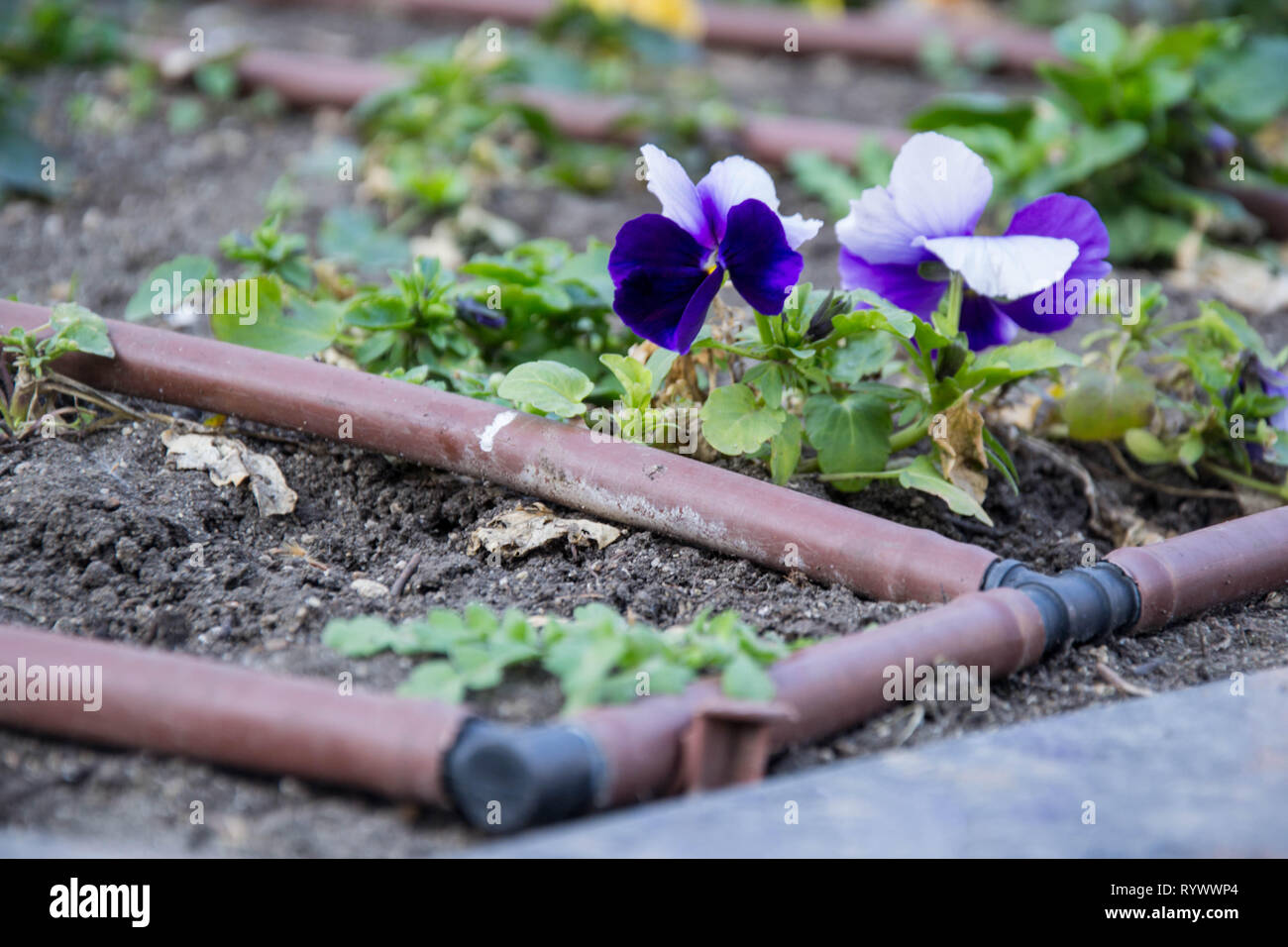 Violet pipes hi-res stock photography and images - Alamy