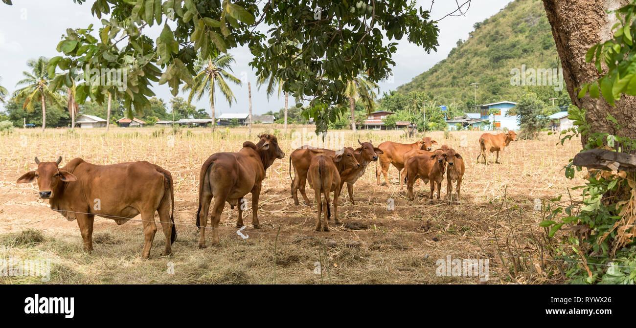 Long eared cattle hi-res stock photography and images - Alamy