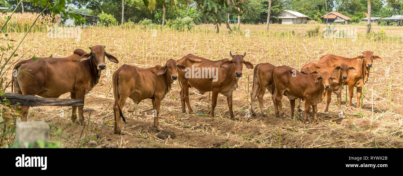 Long eared cattle hi-res stock photography and images - Alamy