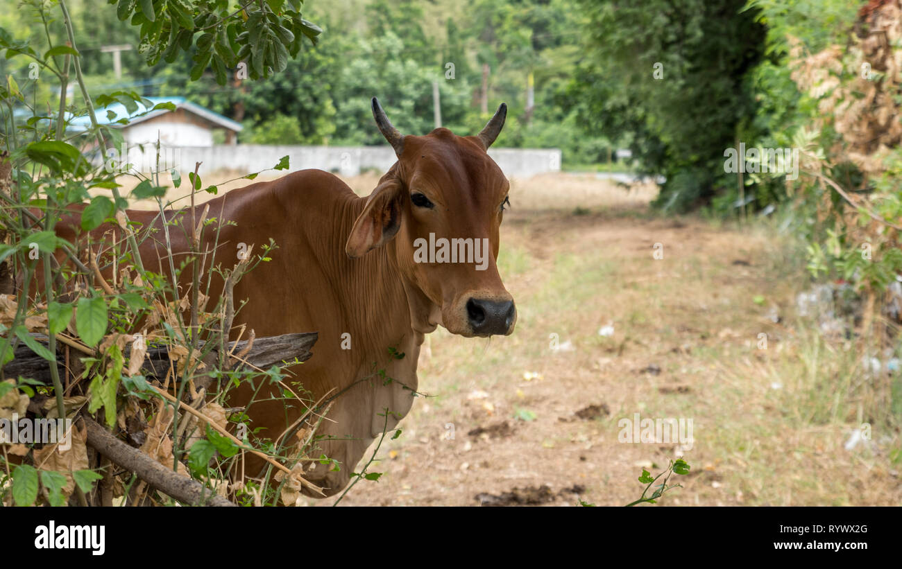 White asian cow thailand asia hi-res stock photography and images - Alamy