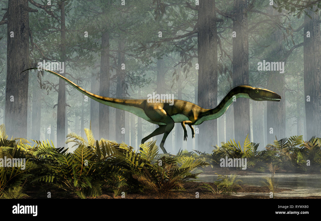 Coelophysis, one of the earliest dinosaurs, was a carnivorous theropod ...