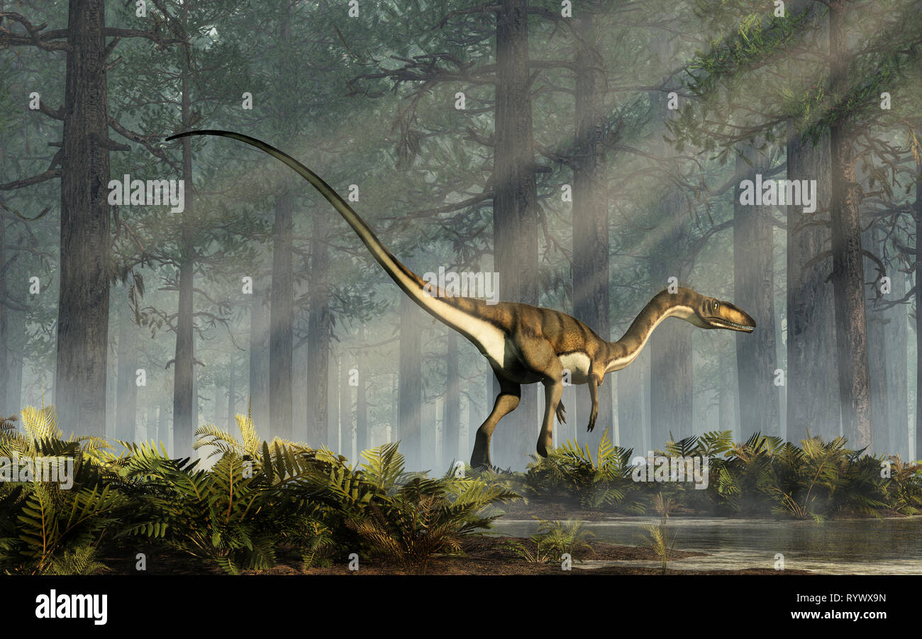 Coelophysis, one of the earliest dinosaurs, was a carnivorous theropod ...