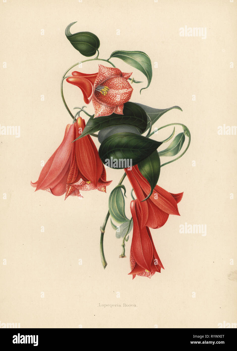 Copihue art hi-res stock photography and images - Alamy