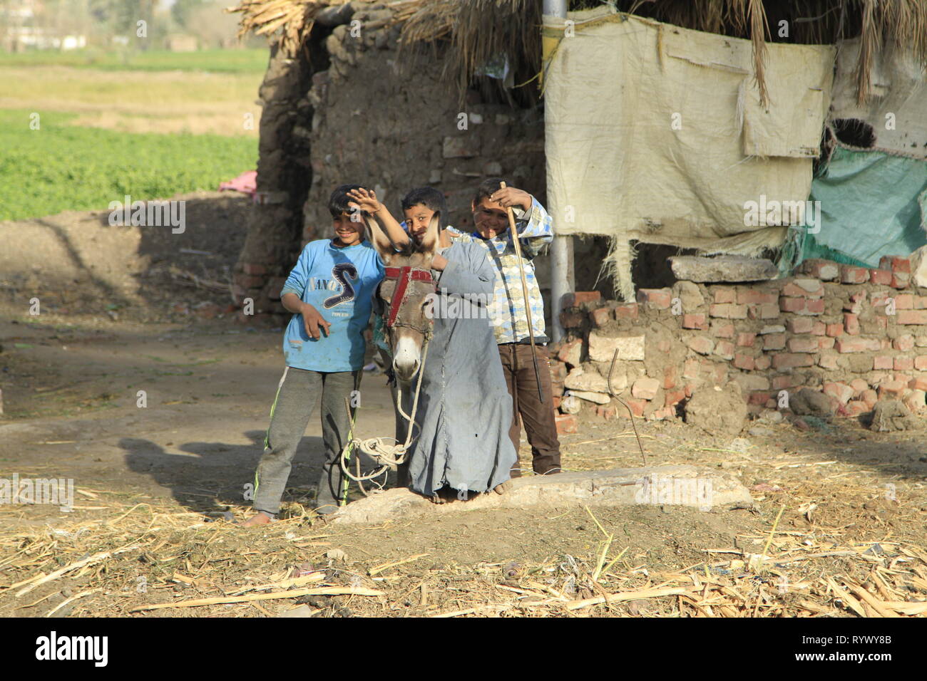 Group of young boys huddled around a donkey shield their eyes from the ...