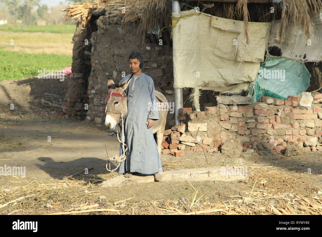 Boy dressed in the traditional galabeya with his donkey near the ...