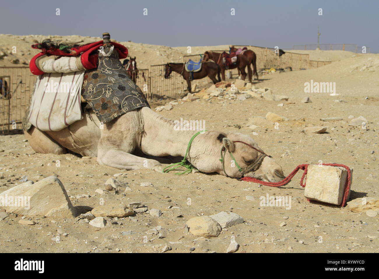 Sleeping camel with the lead rope tied to a stone, Stepped pyramid of ...