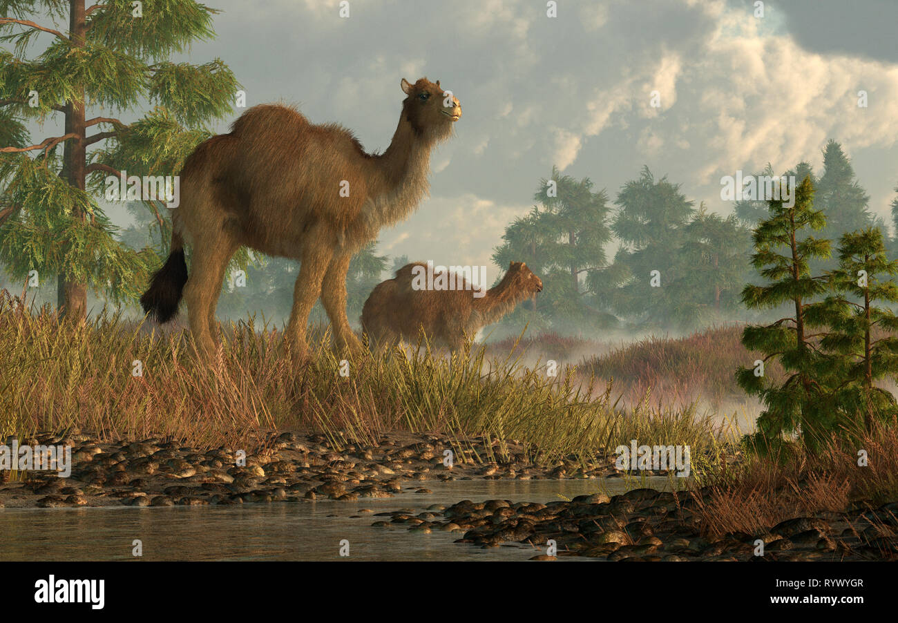 A pair of shaggy camels stroll through grassy hills dotted with trees ...