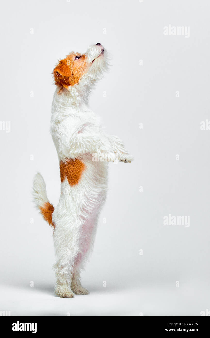 Jack Russell Terrier standing on its hind legs on a white background ...