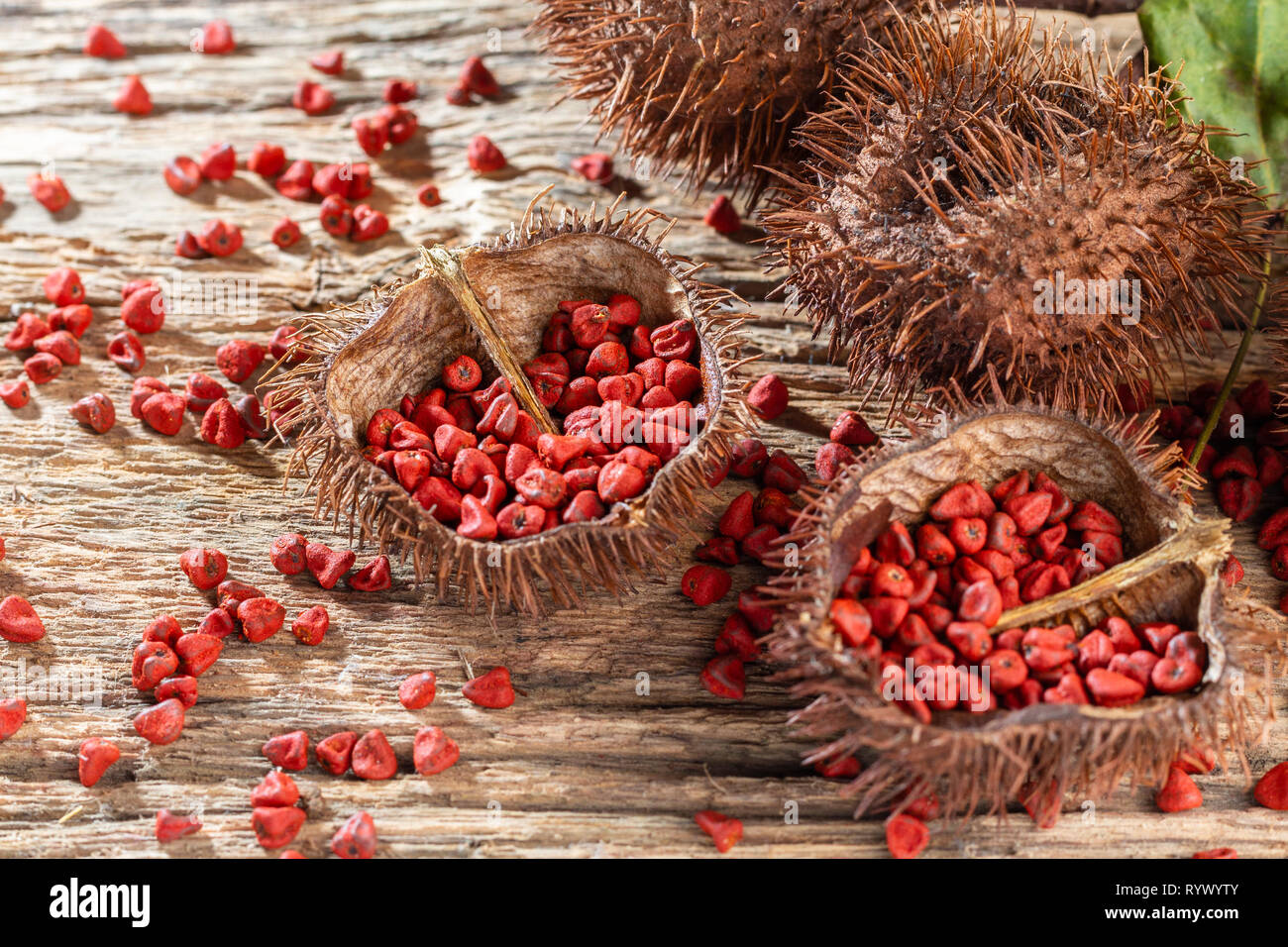 Seeds of achiote, originating from central america and parts of south ...
