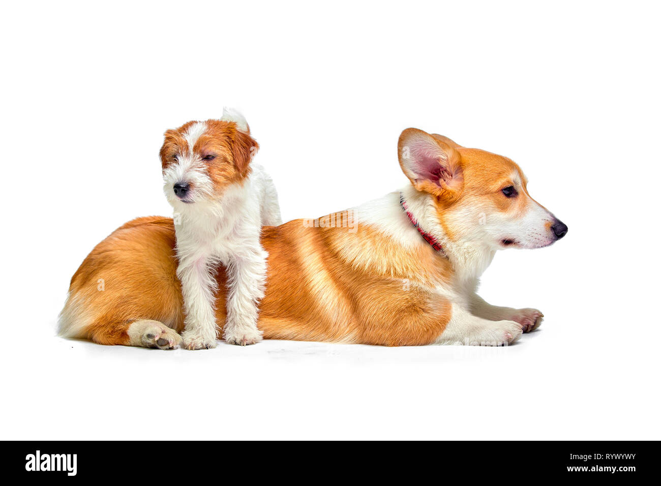 Jack russell corgi Cut Out Stock Images & Pictures - Alamy