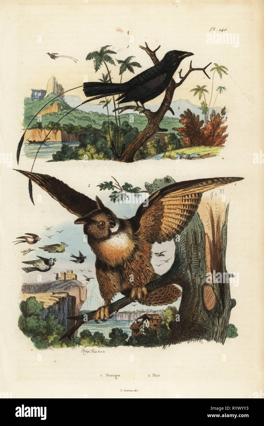 Racket tailed drongo hi-res stock photography and images - Alamy