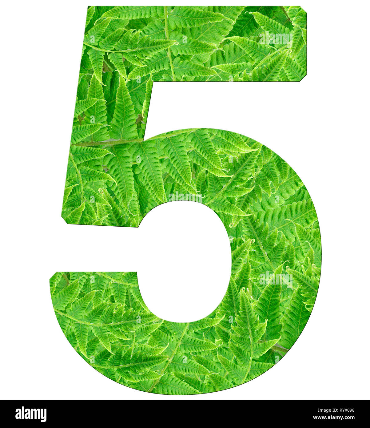 number 5 with fern texture, isolated on white background, font ...