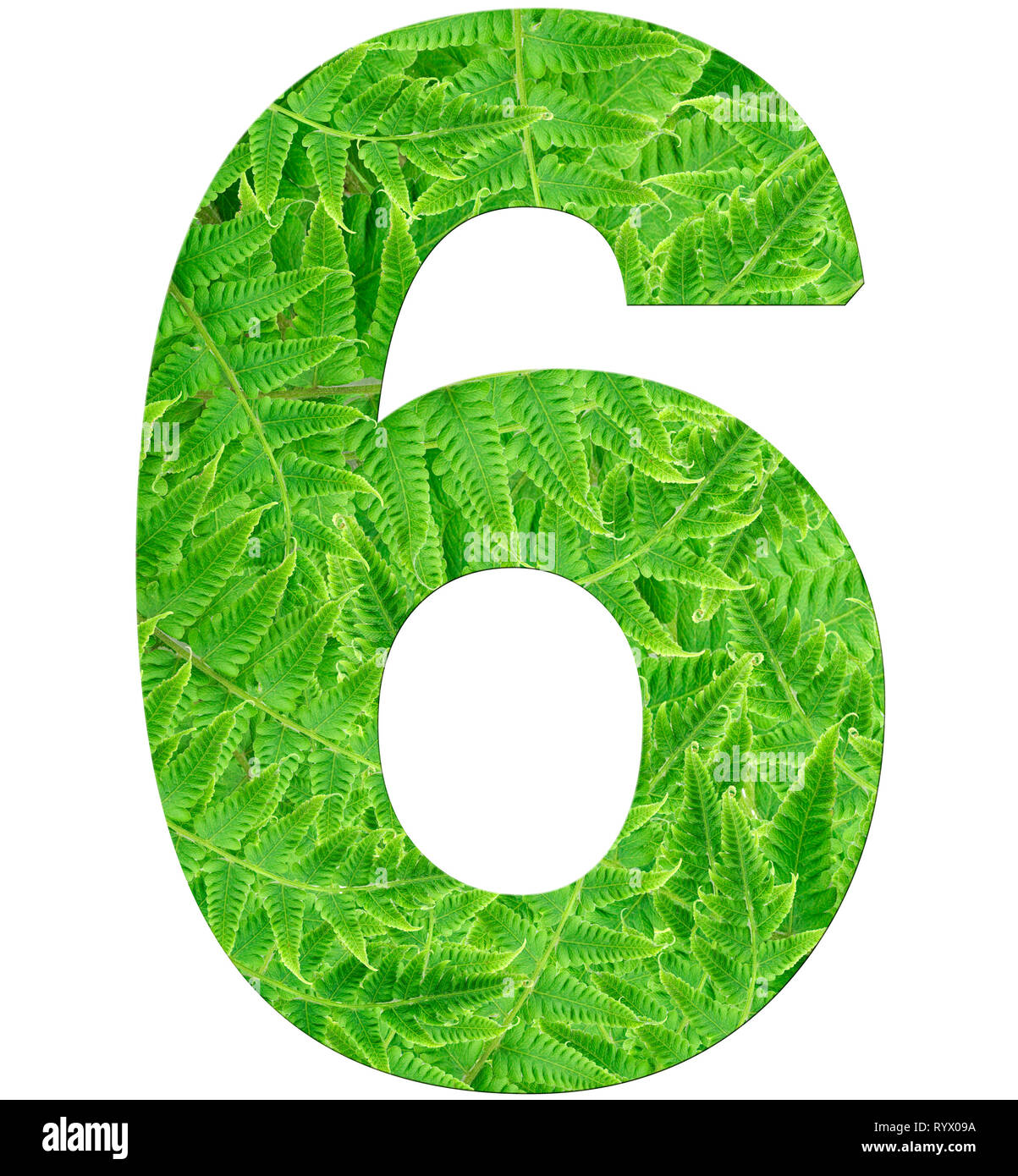 number 6 with fern texture, isolated on white background, font ...