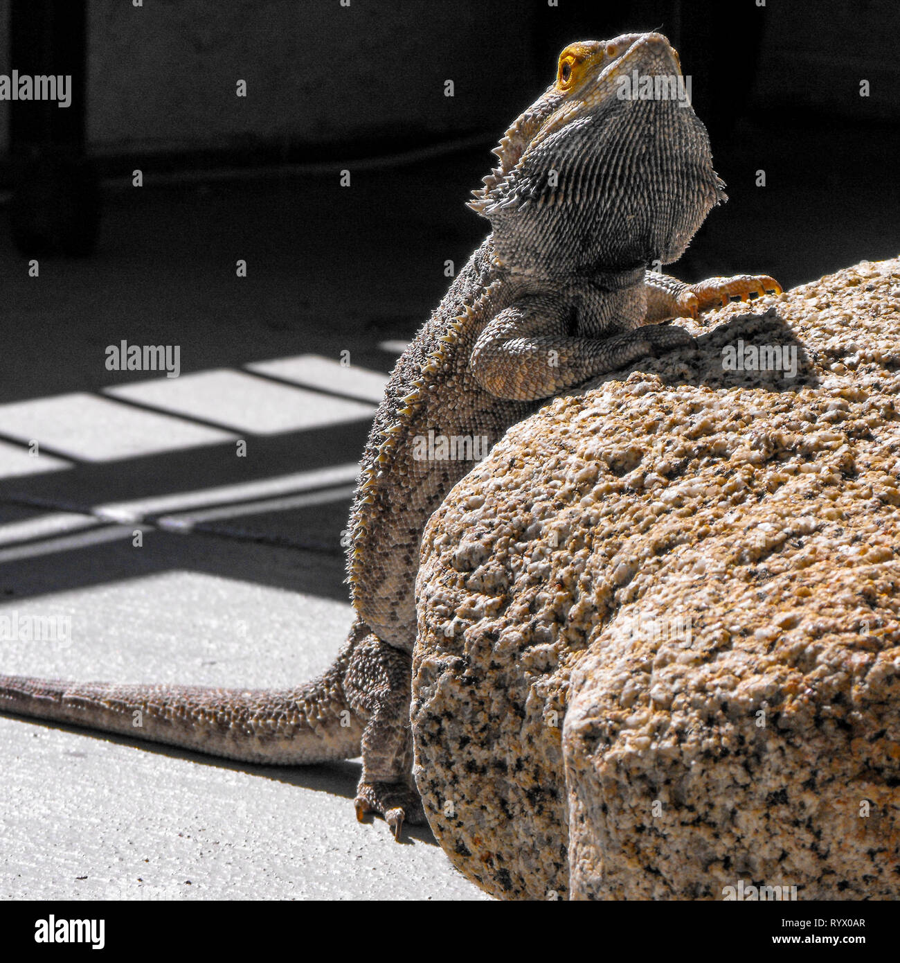 Biggest Bearded Dragon Record