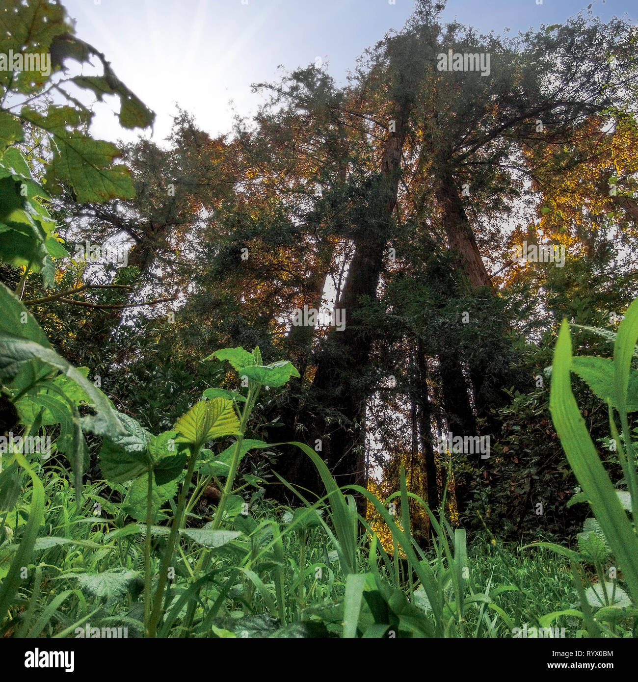 Tall redwood trees from ground hi-res stock photography and images - Alamy