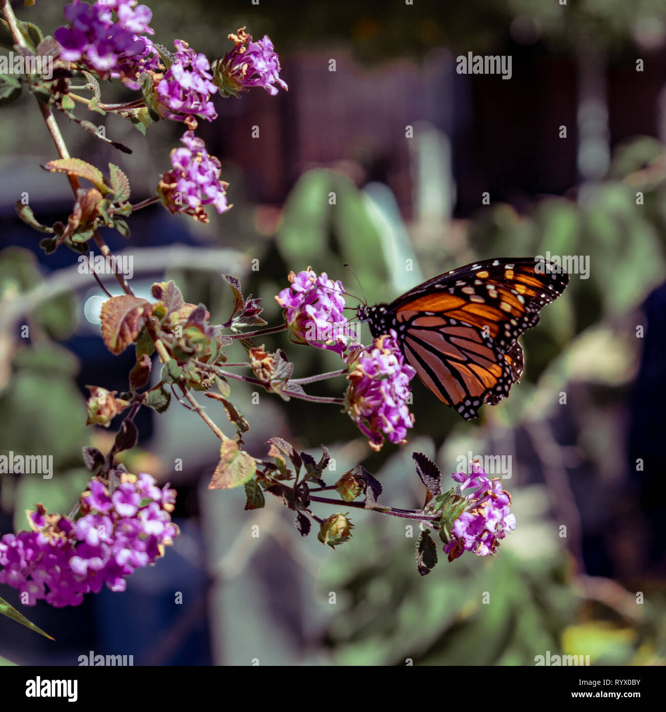 Monarch butterfly purple flower hi-res stock photography and images - Alamy