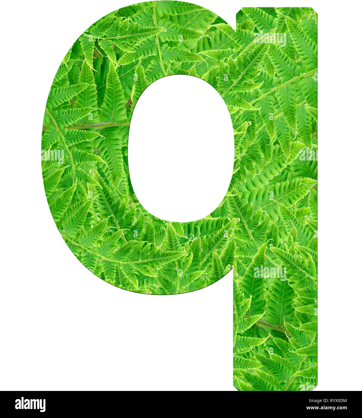 letter q with texture of fern leaves, font Helvetica Word, bold Stock ...