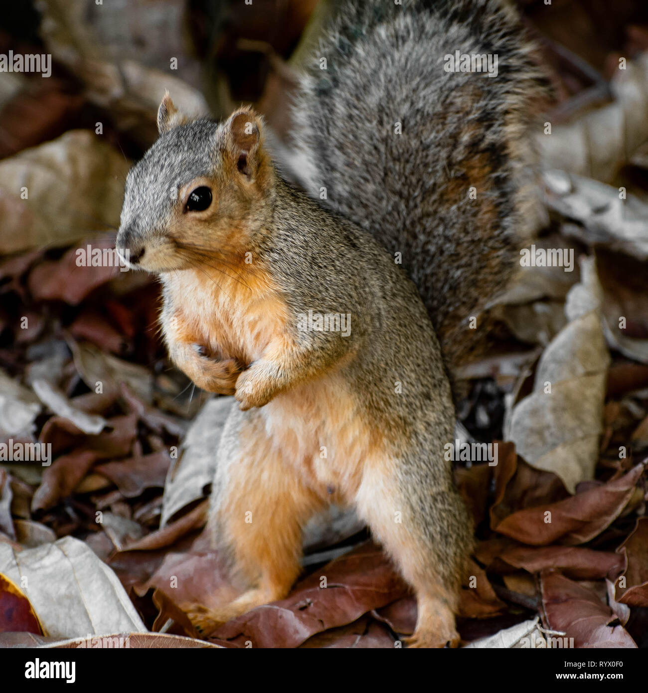 Healthy squirrel hi-res stock photography and images - Alamy