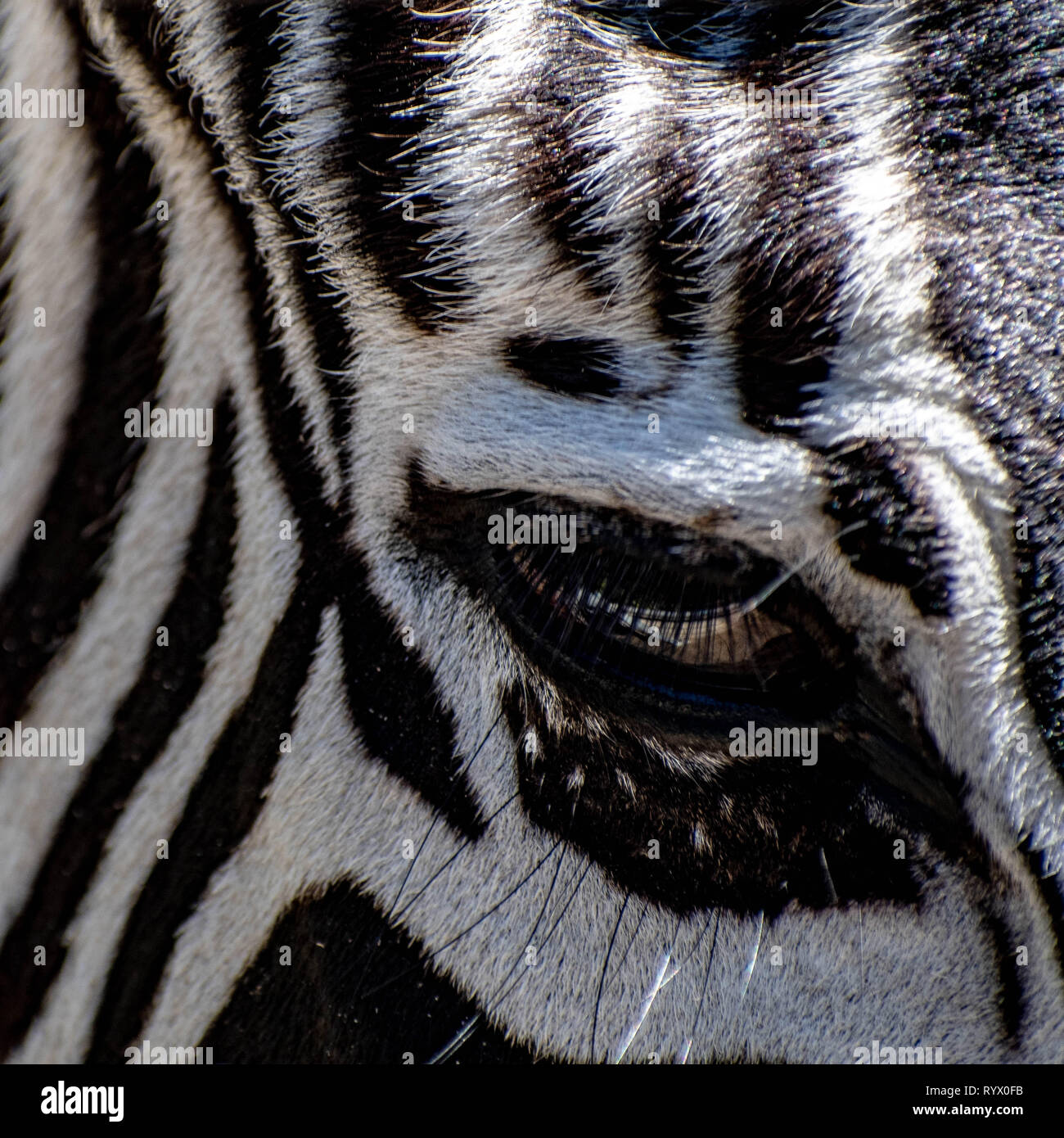 Close up of a zebras eye hi-res stock photography and images - Alamy