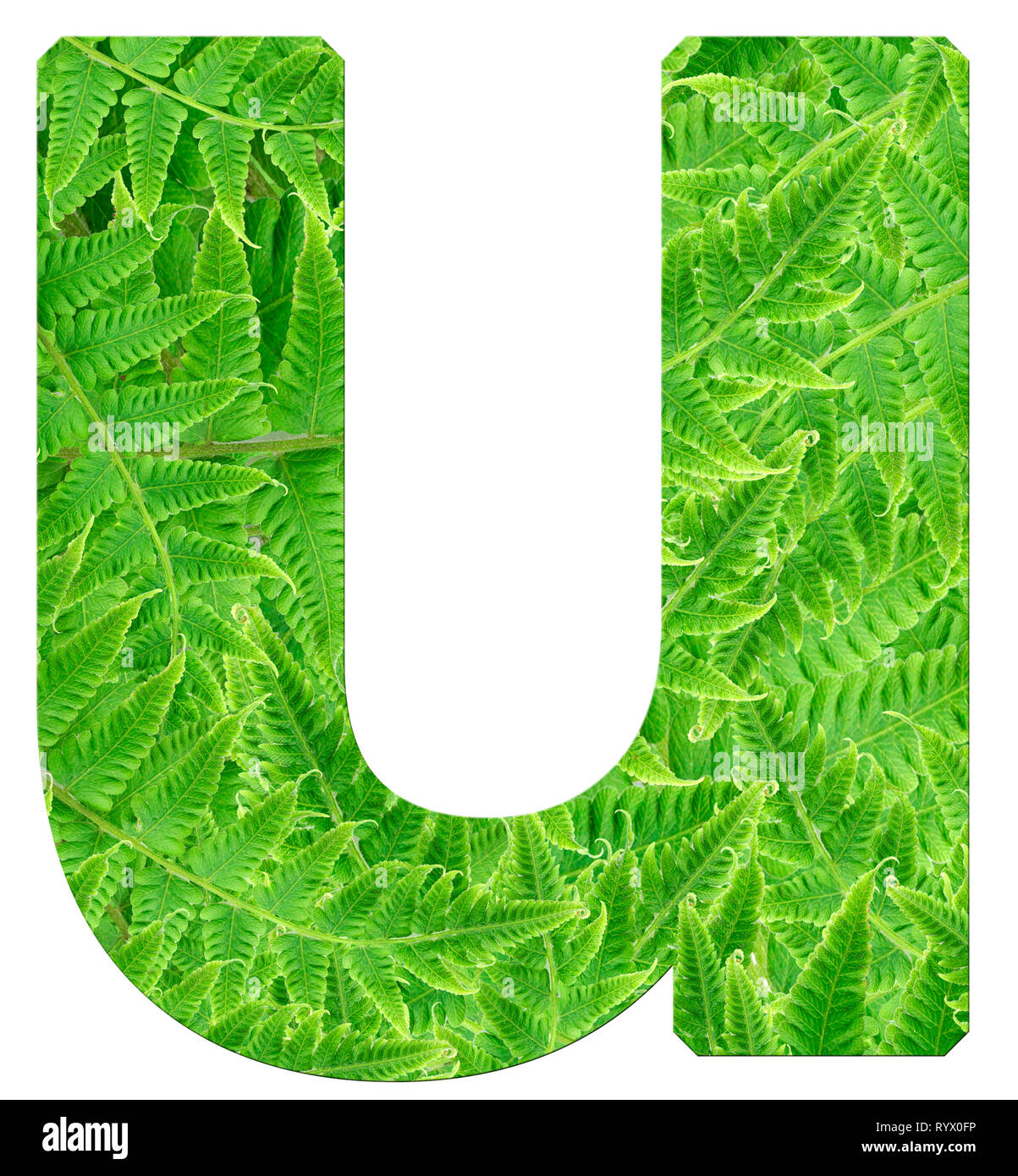 letter u with texture of fern leaves, font Helvetica Word, bold Stock ...