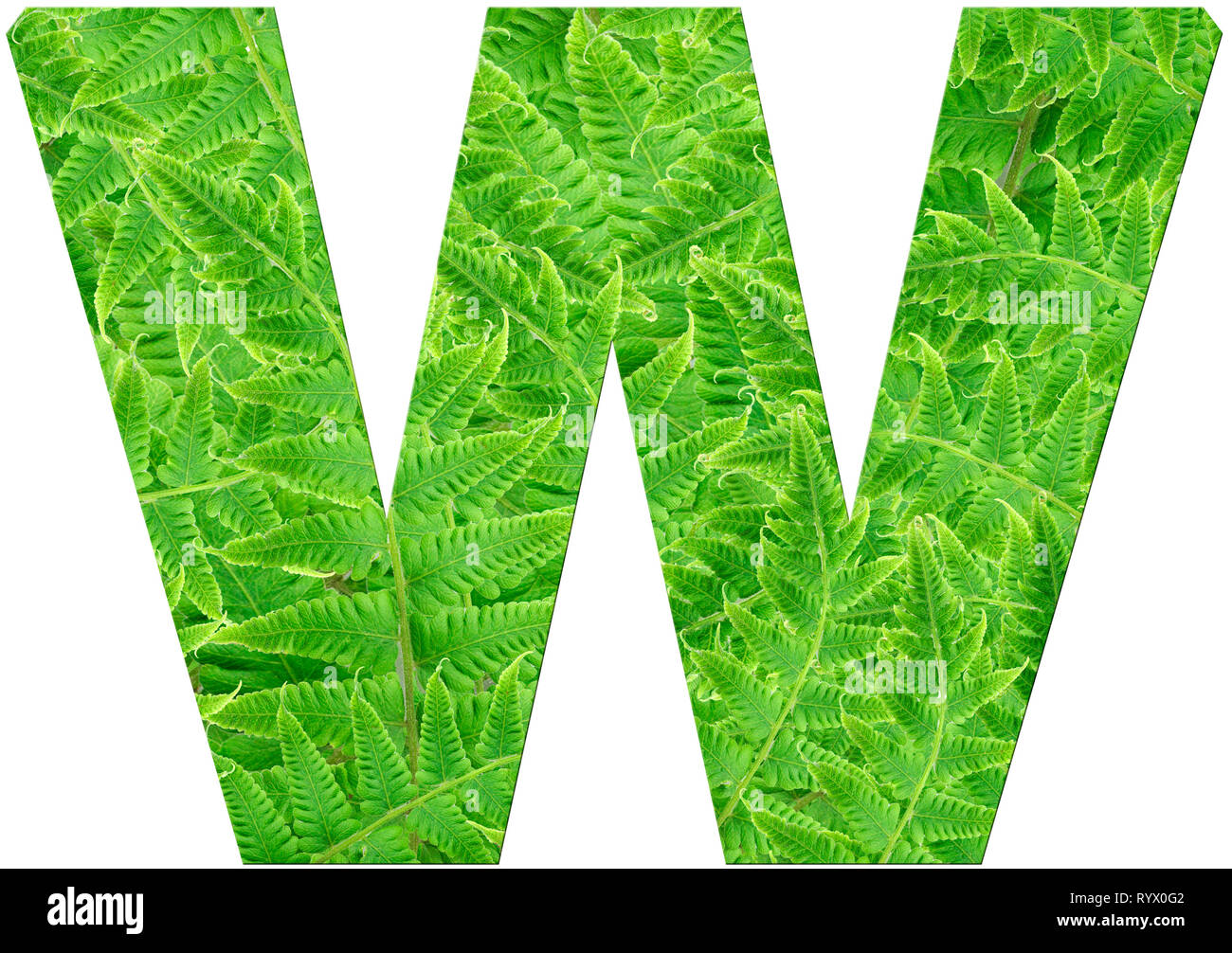 letter w with texture of fern leaves, font Helvetica Word, bold Stock ...