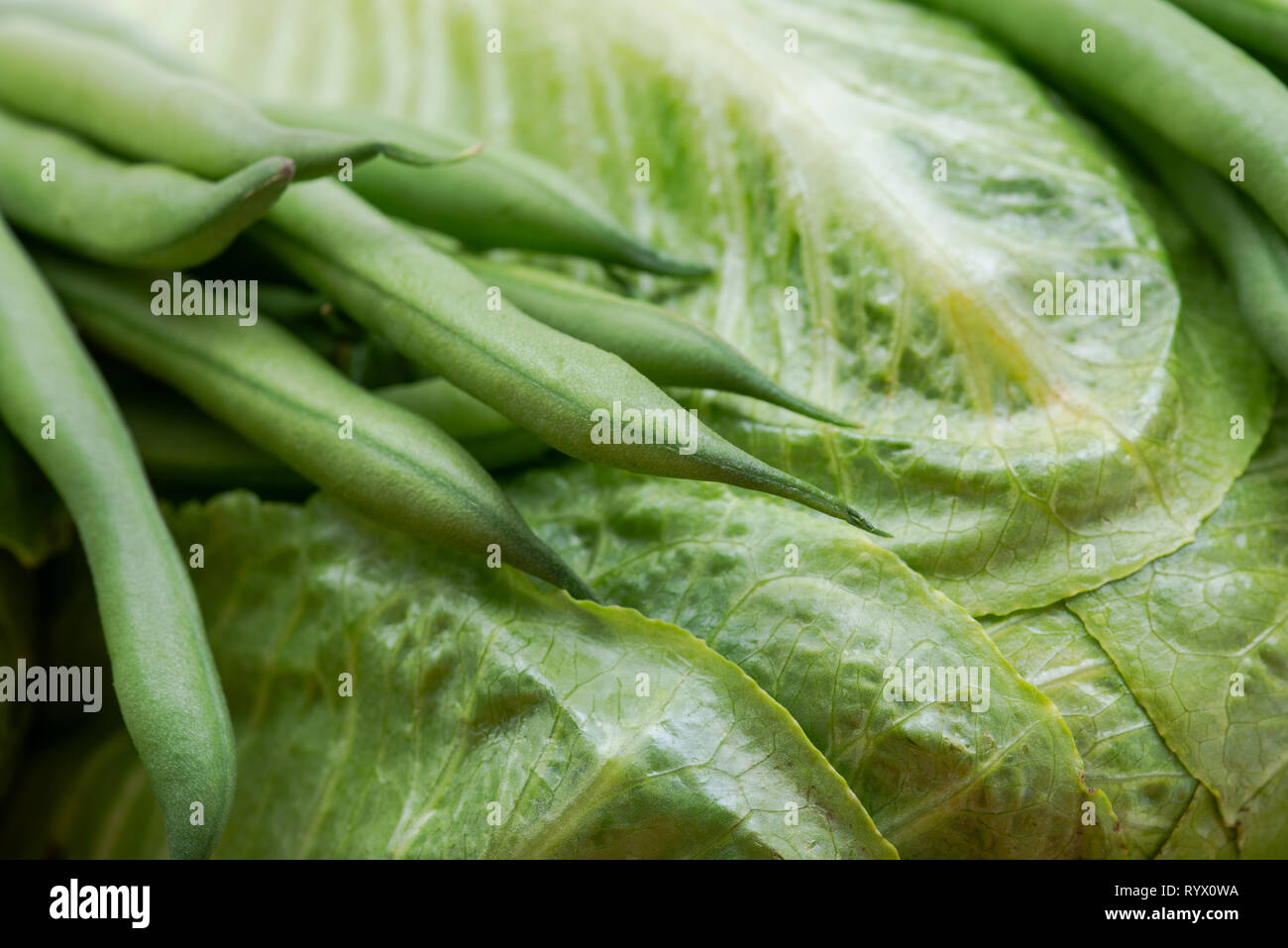 Fresh Raw Organic French Green Beans (Haricot Verts) and Romaine ...