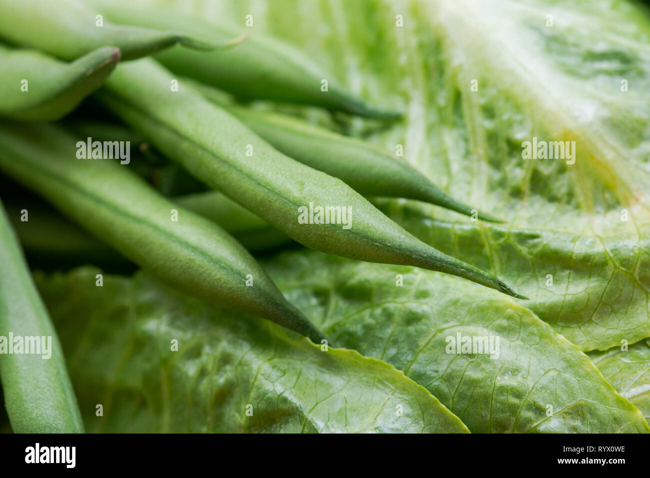 Fresh Raw Organic French Green Beans (Haricot Verts) and Romaine ...